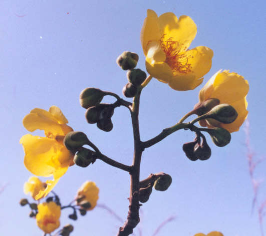 Cochlospermum vitifolium – Trees of Costa Rica's Pacific Slope