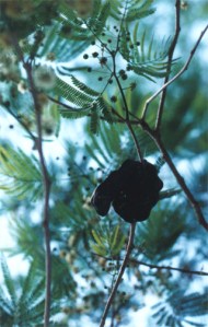 Enterolobium cyclocarpum – Trees of Costa Rica's Pacific Slope