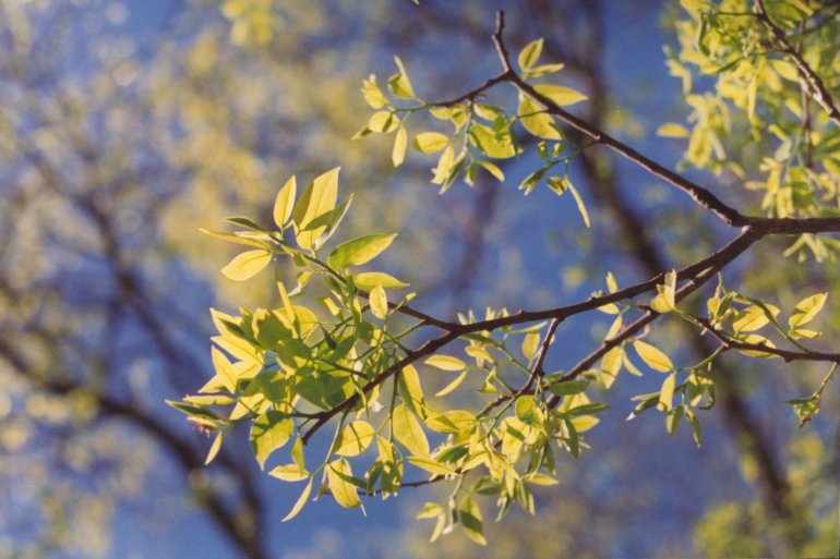 Hymenaea courbaril – Trees of Costa Rica's Pacific Slope