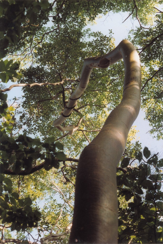 Bursera simaruba – Trees of Costa Rica's Pacific Slope