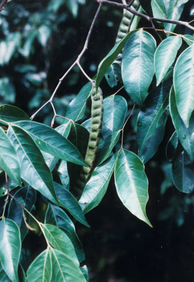 Inga punctata – Trees of Costa Rica's Pacific Slope