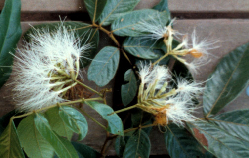 Inga multijuga – Trees of Costa Rica's Pacific Slope