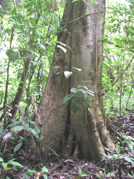 Cordia collococca – Trees of Costa Rica's Pacific Slope
