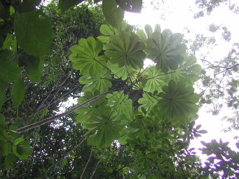 Cecropia peltata – Trees of Costa Rica's Pacific Slope