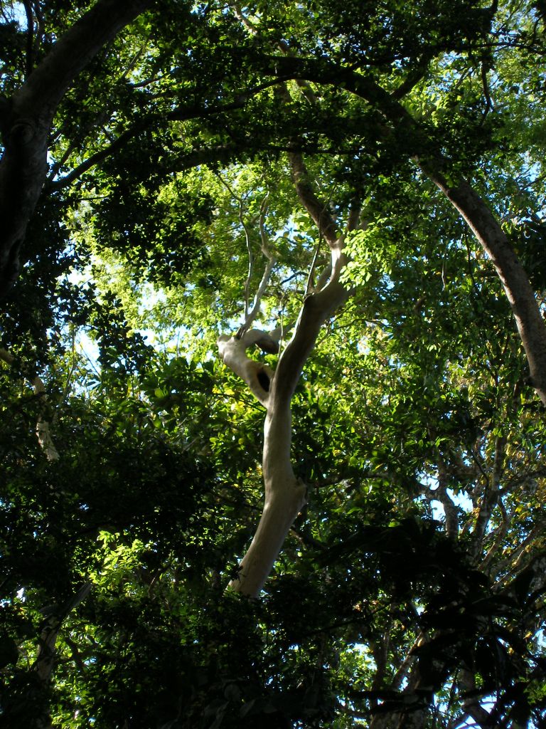 Terminalia oblonga – Trees of Costa Rica's Pacific Slope