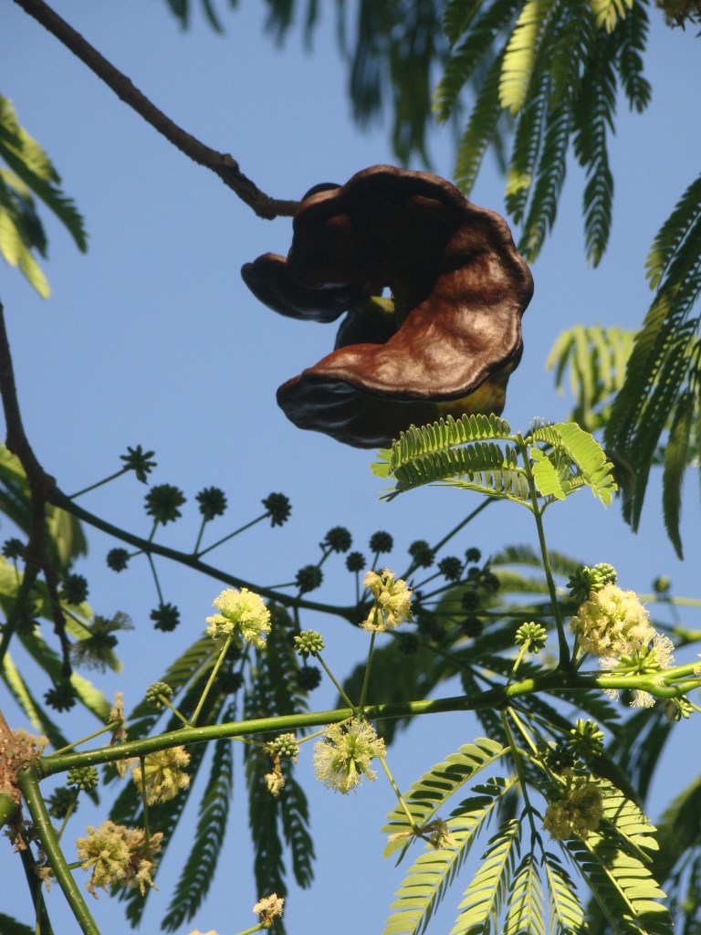 Enterolobium cyclocarpum – Trees of Costa Rica's Pacific Slope