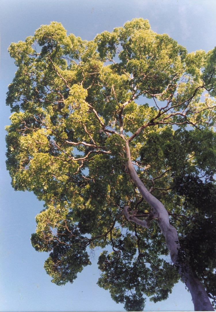 Terminalia oblonga – Trees of Costa Rica's Pacific Slope