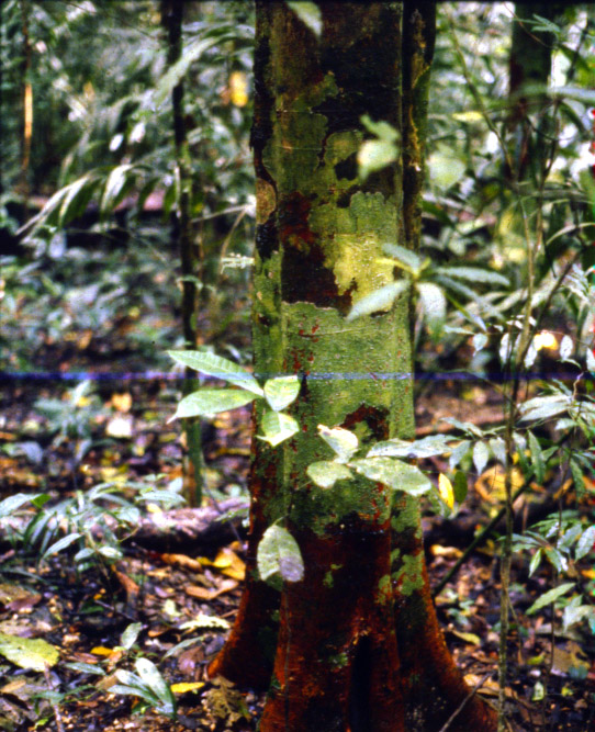 Batocarpus costaricensis – Trees of Costa Rica's Pacific Slope