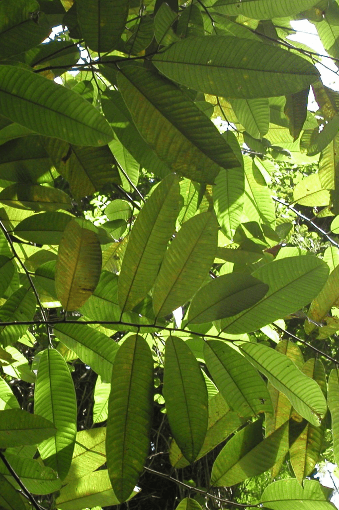Brosimum utile – Trees of Costa Rica's Pacific Slope