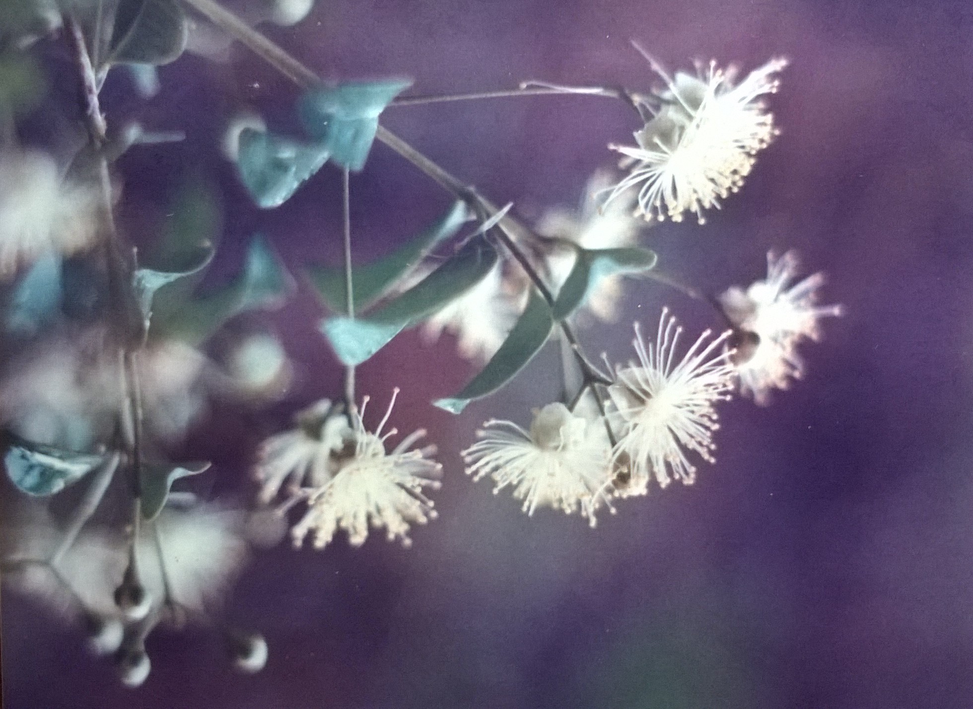 Myrcianthes fragrans – Trees of Costa Rica's Pacific Slope
