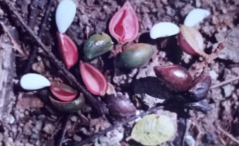 Protium panamensis – Trees of Costa Rica's Pacific Slope