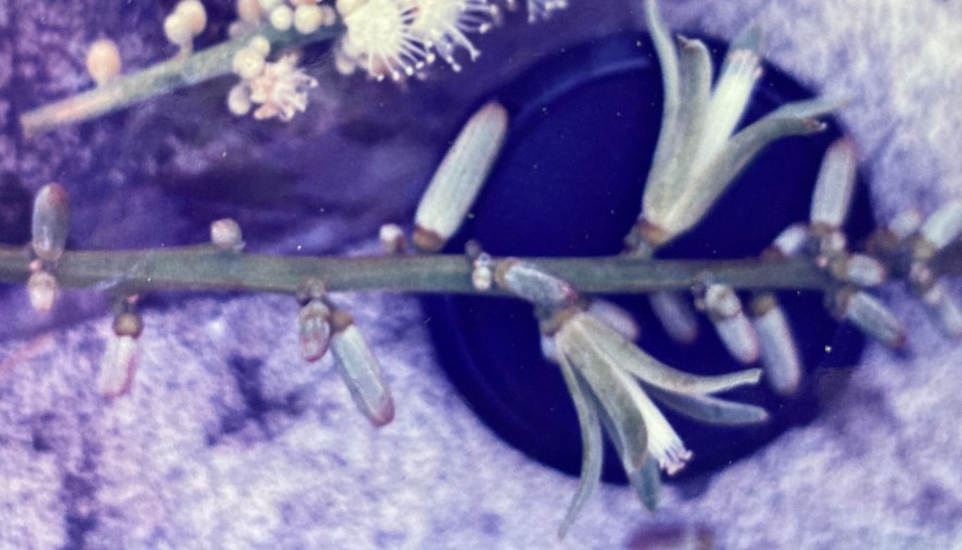 Simaba cedron Planch. – Trees of Costa Rica's Pacific Slope