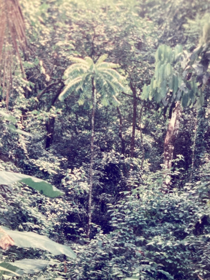 Simaba cedron Planch. – Trees of Costa Rica's Pacific Slope