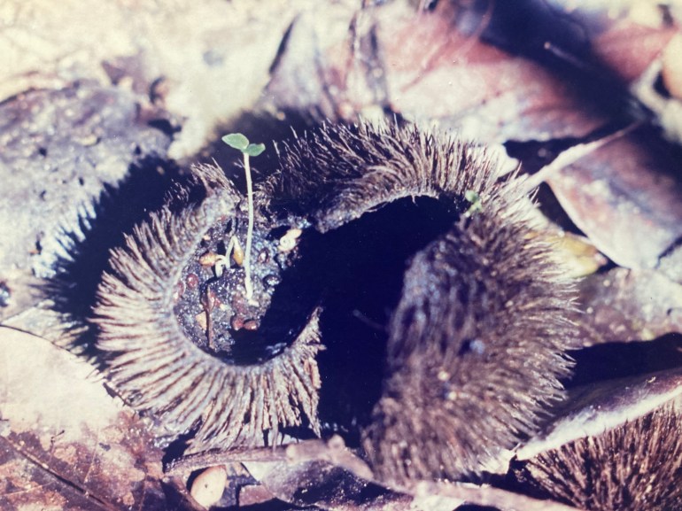 Apeiba tibourbou. Aubl. – Trees of Costa Rica's Pacific Slope