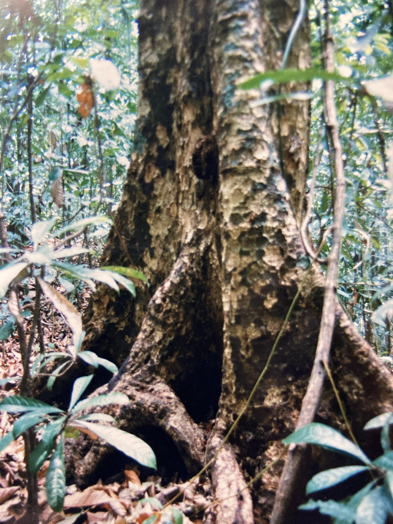 Astronium graveolens – Trees of Costa Rica's Pacific Slope