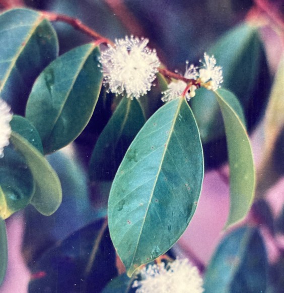 Eugenia acapulcensis – Trees of Costa Rica's Pacific Slope