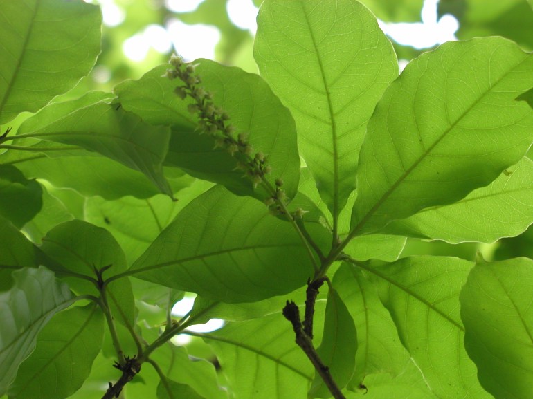 Terminalia oblonga – Trees of Costa Rica's Pacific Slope