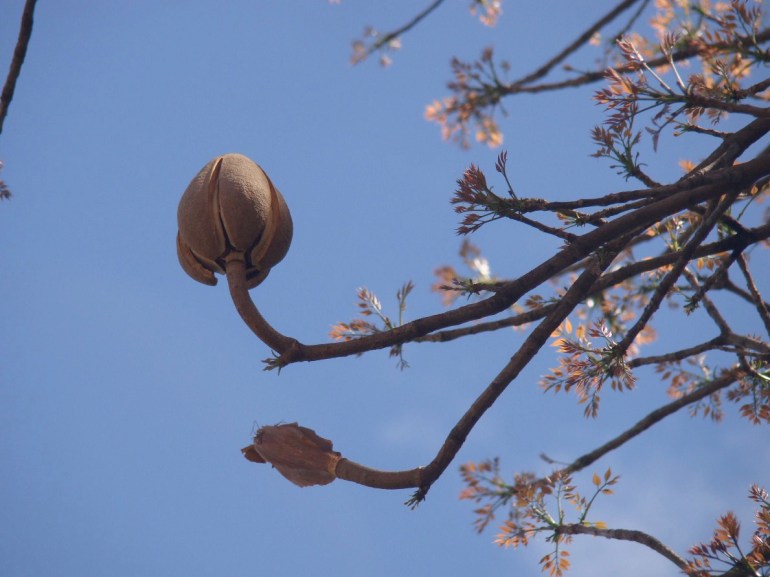 Swietenia macrophylla – Trees of Costa Rica's Pacific Slope