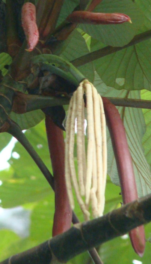 Cecropia peltata – Trees of Costa Rica's Pacific Slope
