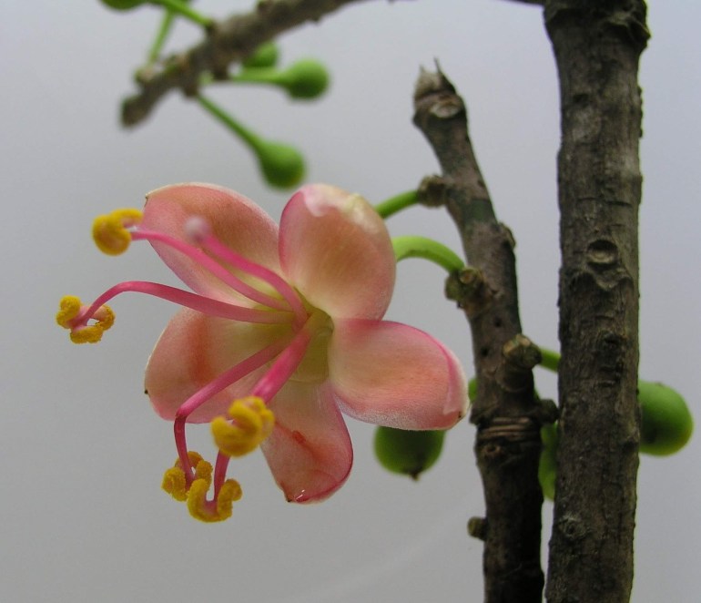 Ceiba pendandra – Trees of Costa Rica's Pacific Slope
