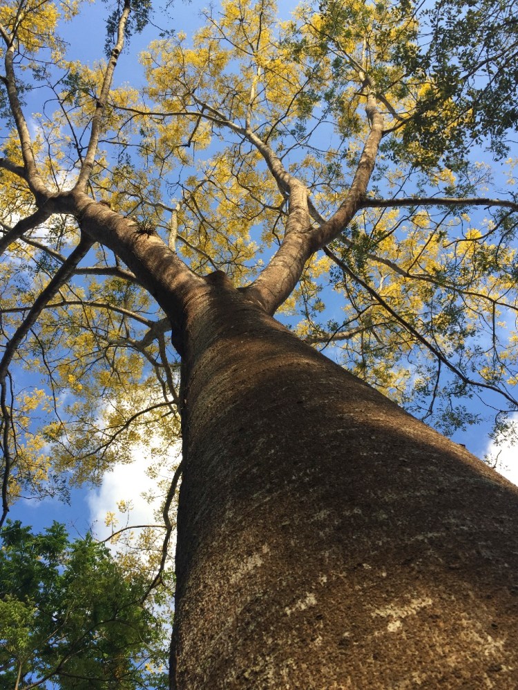 Schizolobium parahyba – Trees of Costa Rica's Pacific Slope