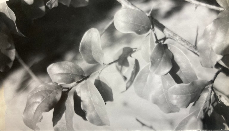 Ximenia americana – Trees of Costa Rica's Pacific Slope