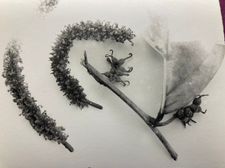 Trophis racemosa – Trees of Costa Rica's Pacific Slope