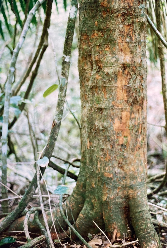 Trophis racemosa – Trees of Costa Rica's Pacific Slope