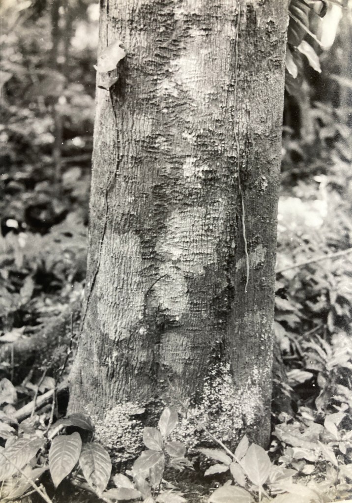 Virola sebifera – Trees of Costa Rica's Pacific Slope