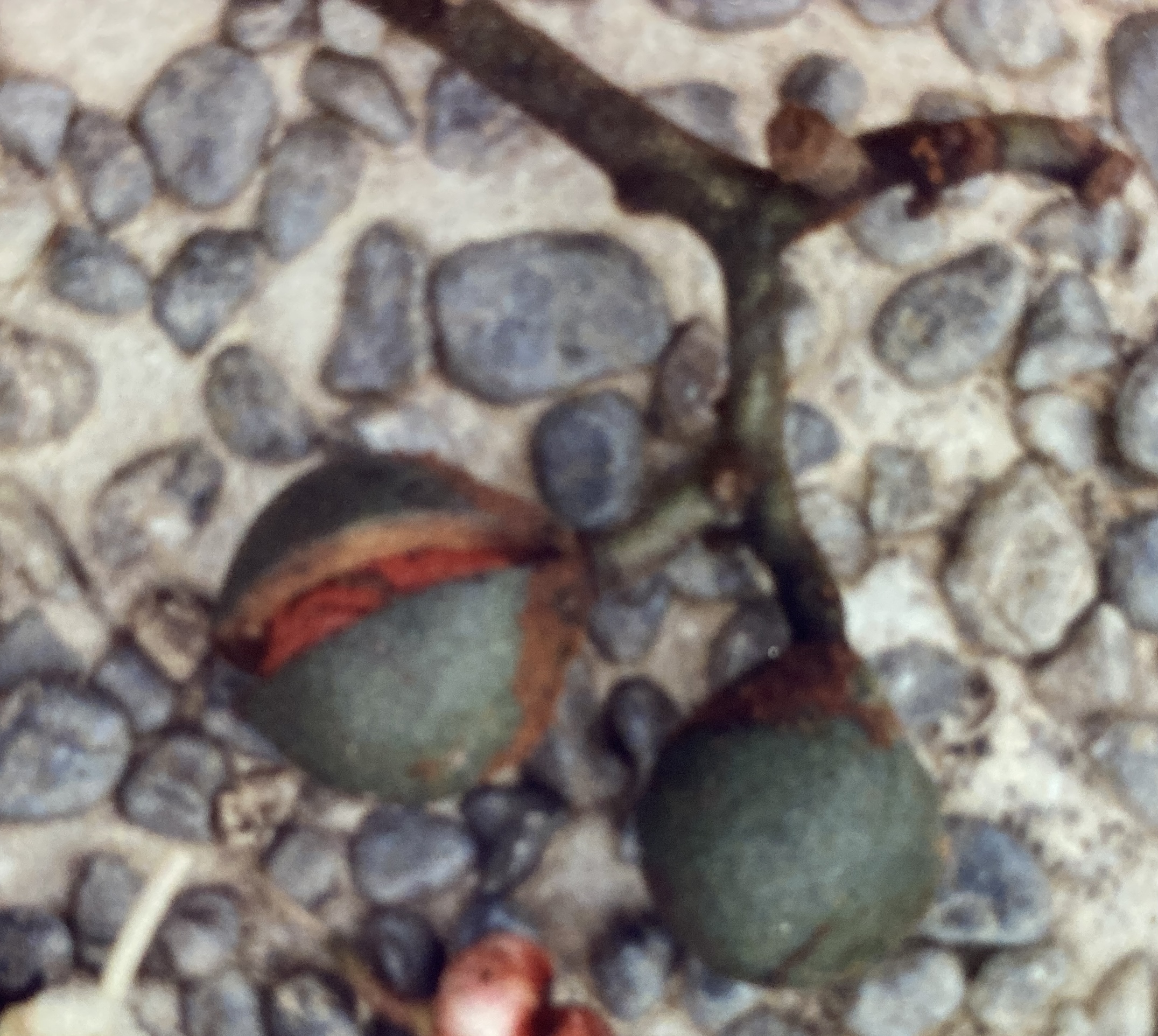 Virola sebifera – Trees of Costa Rica's Pacific Slope