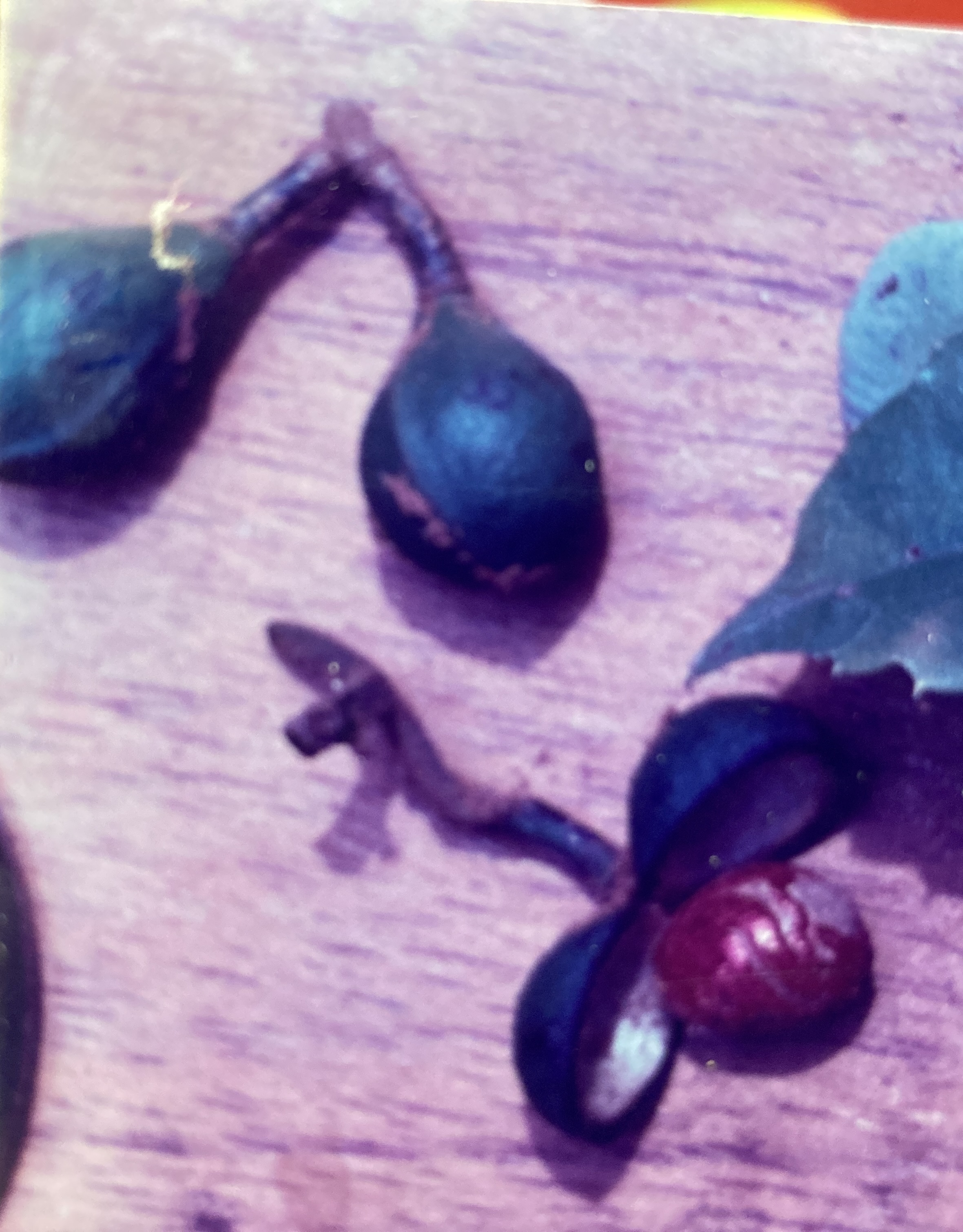 Virola sebifera – Trees of Costa Rica's Pacific Slope