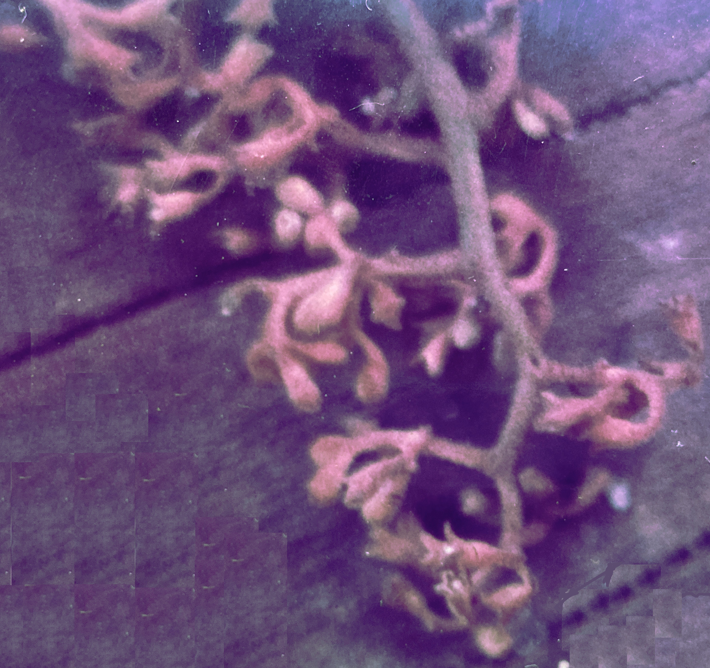 Virola sebifera – Trees of Costa Rica's Pacific Slope