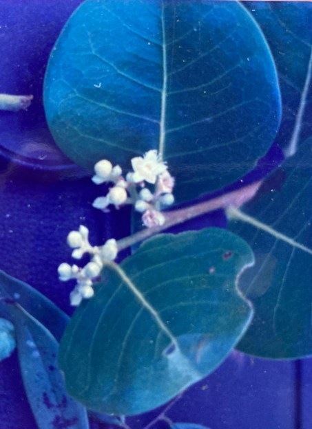 Chrysobalanus icaco – Trees of Costa Rica's Pacific Slope