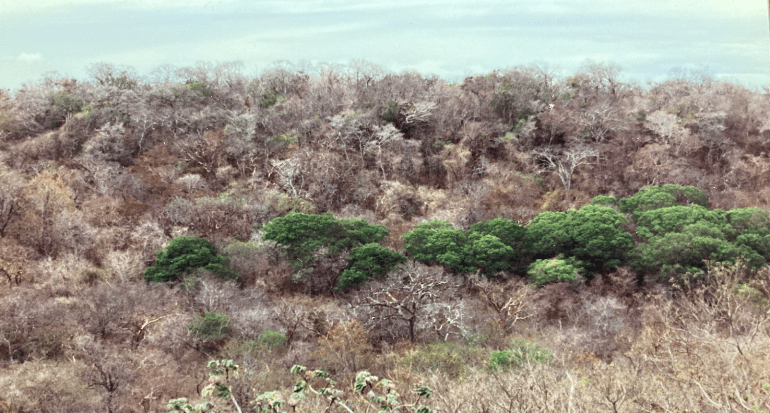 Hymenaea courbaril – Trees of Costa Rica's Pacific Slope