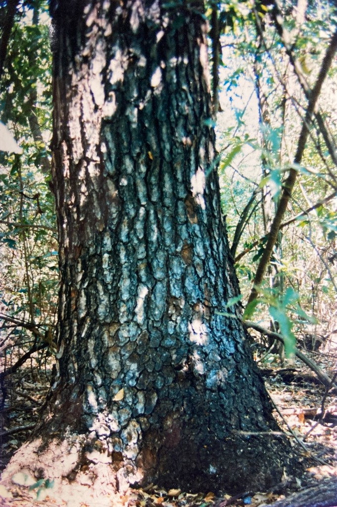 Swietenia macrophylla – Trees of Costa Rica's Pacific Slope