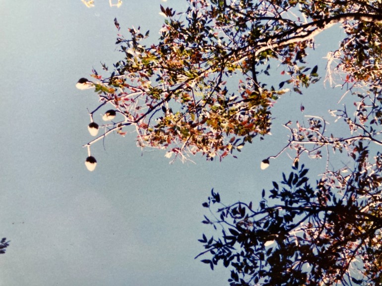 Swietenia macrophylla – Trees of Costa Rica's Pacific Slope