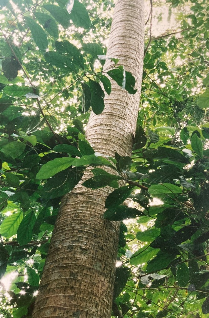 Cecropia peltata – Trees of Costa Rica's Pacific Slope
