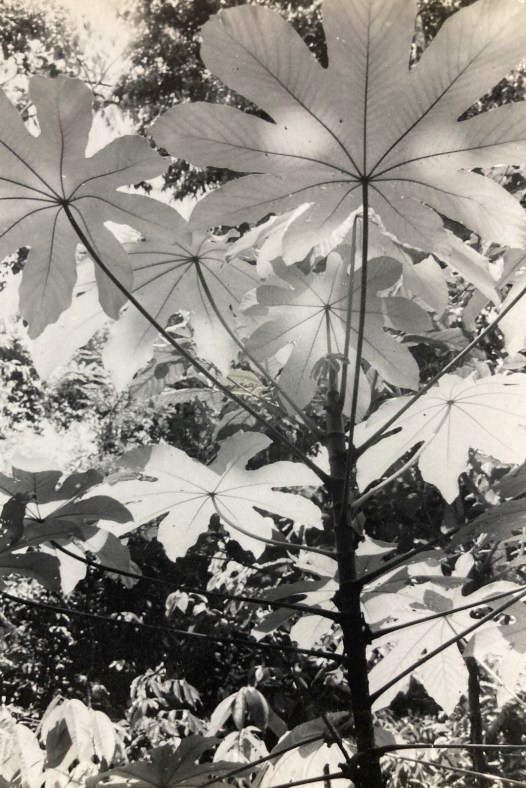 Cecropia peltata – Trees of Costa Rica's Pacific Slope