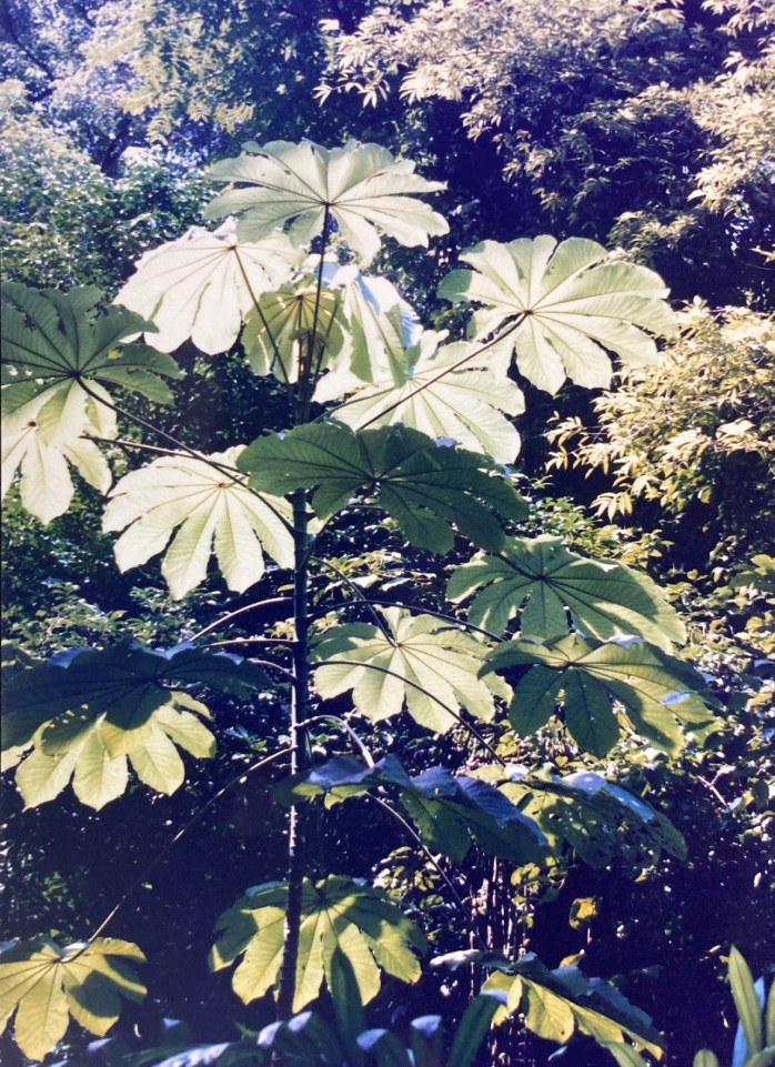 Cecropia peltata – Trees of Costa Rica's Pacific Slope