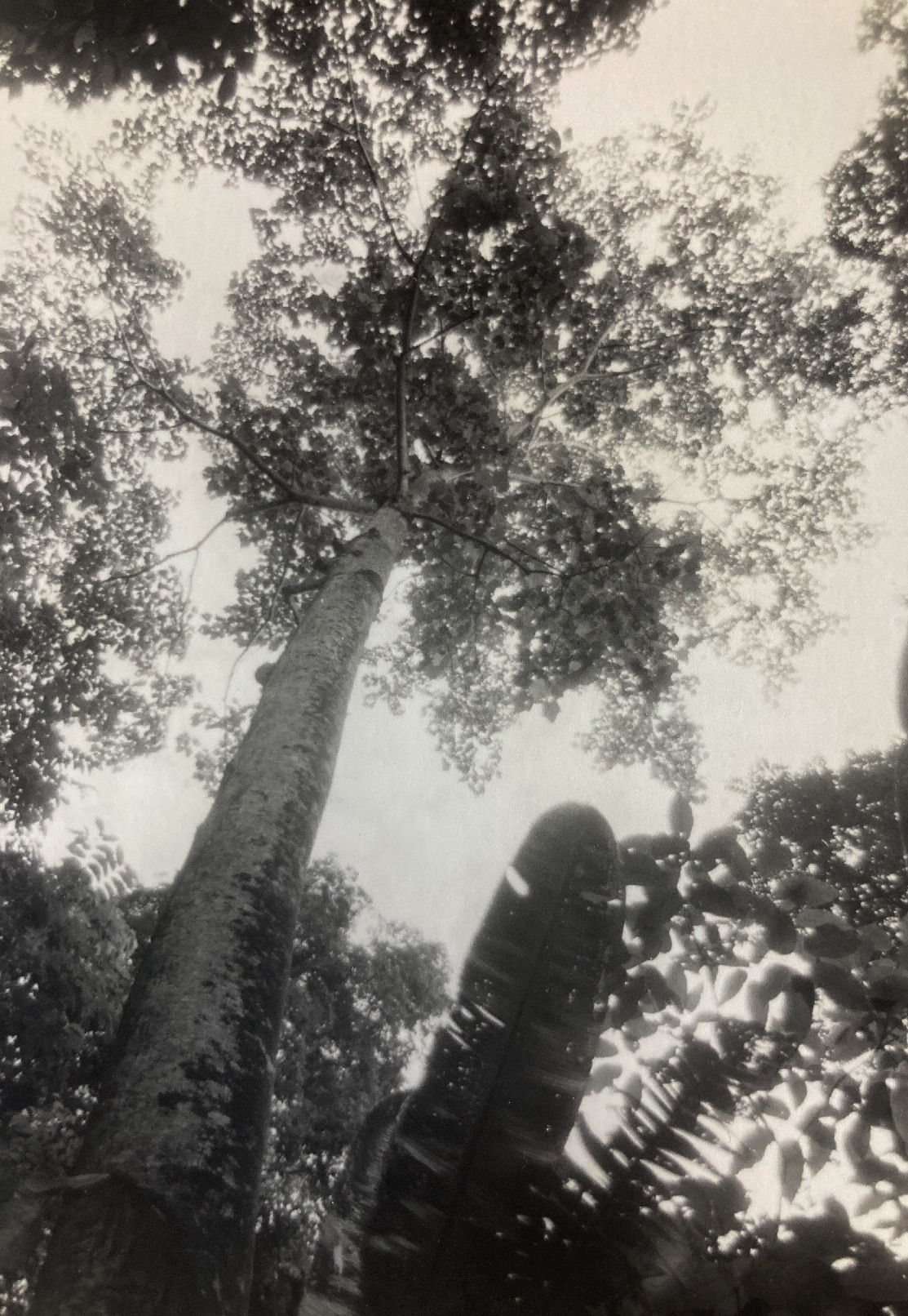 Ochroma pyramidale – Trees of Costa Rica's Pacific Slope