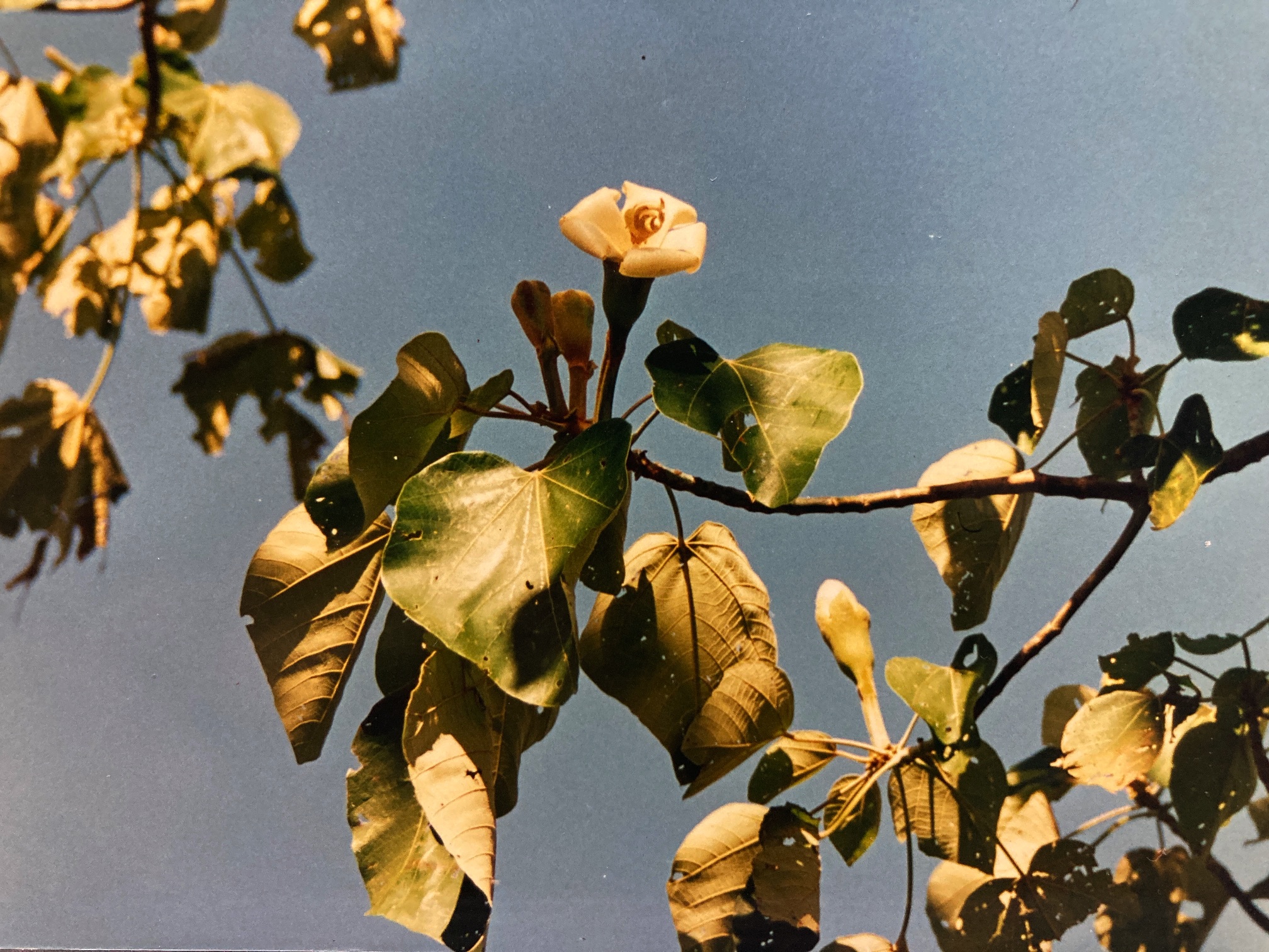 Ochroma pyramidale – Trees of Costa Rica's Pacific Slope