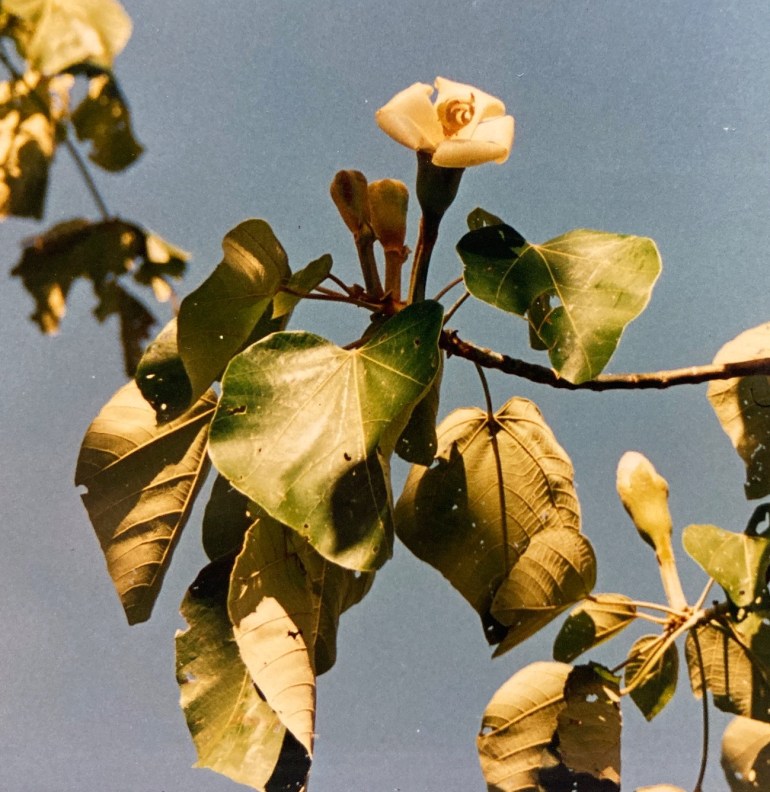 Ochroma pyramidale – Trees of Costa Rica's Pacific Slope
