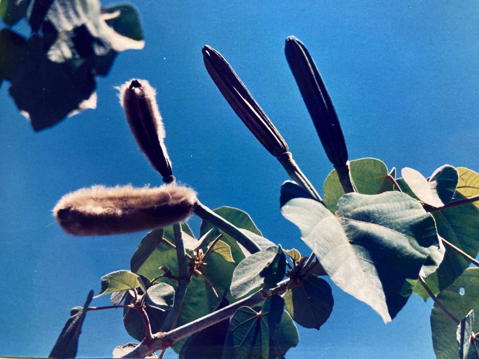 Ochroma pyramidale – Trees of Costa Rica's Pacific Slope