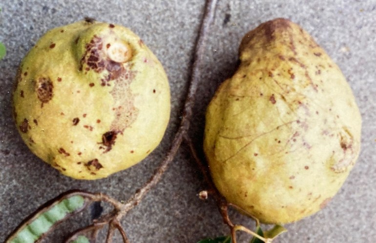 Licania platypus – Trees of Costa Rica's Pacific Slope