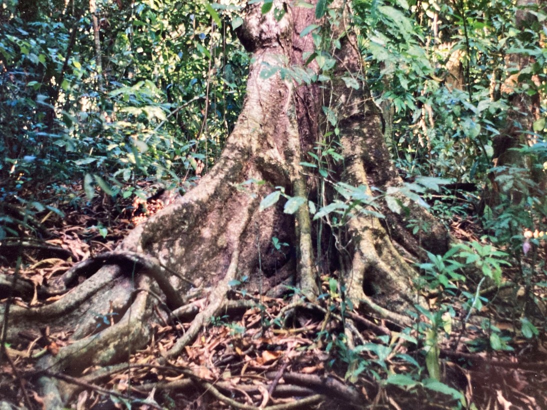 Licania platypus – Trees of Costa Rica's Pacific Slope