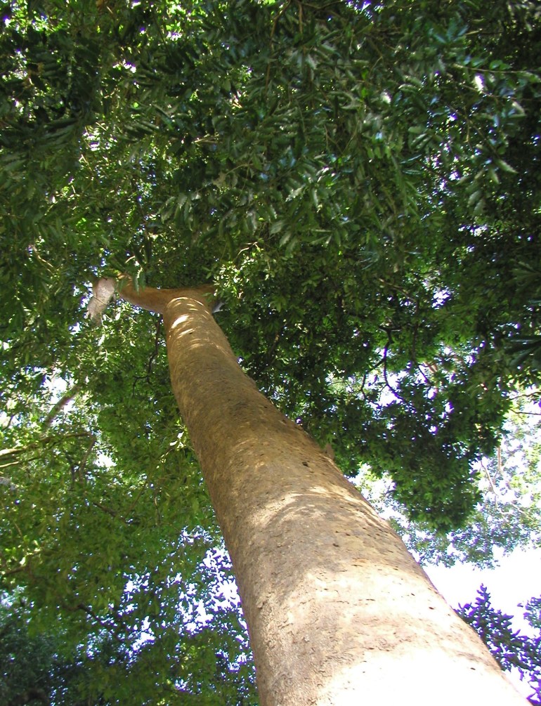 Copaifera aromatica – Trees of Costa Rica's Pacific Slope