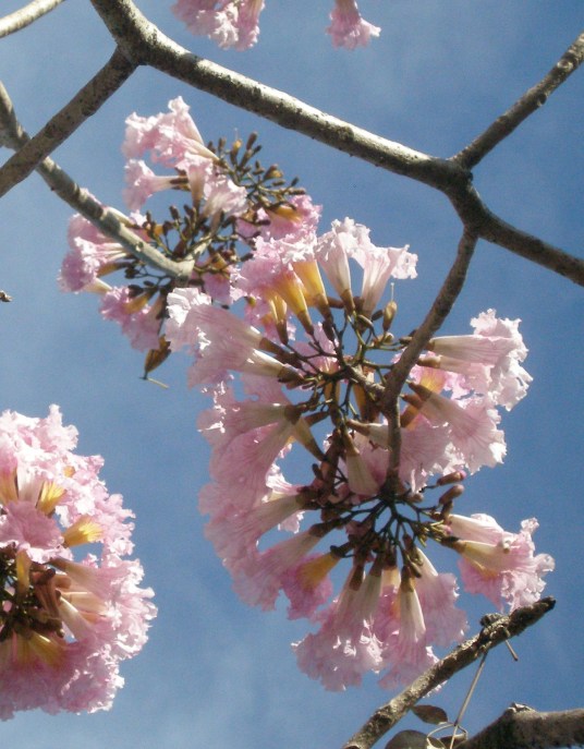 Tabebuia rosea – Trees of Costa Rica's Pacific Slope