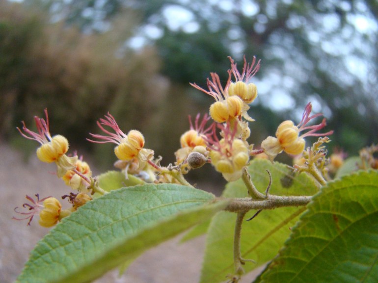 Guazuma ulmifolia – Trees of Costa Rica's Pacific Slope