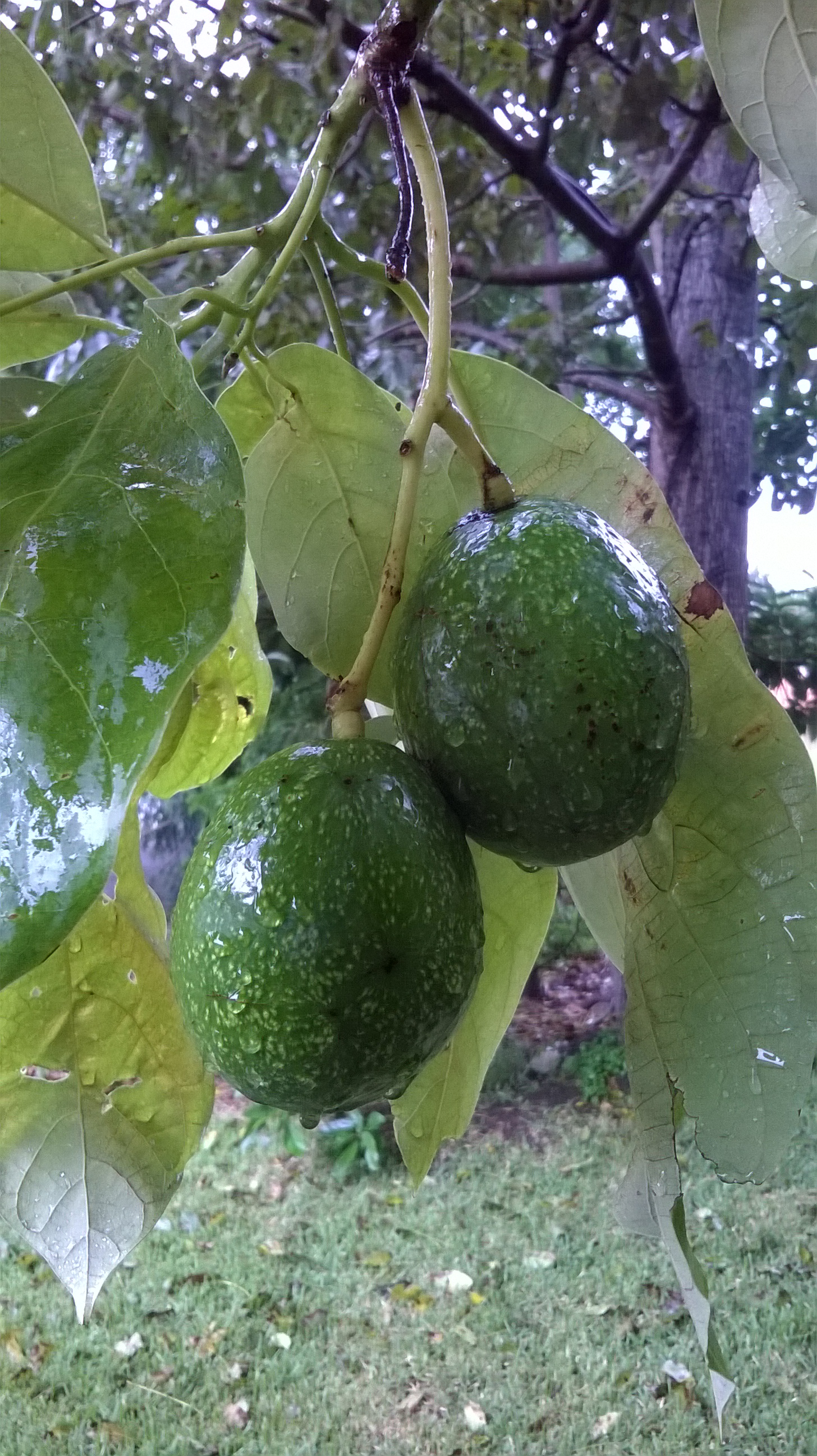 Families – Trees of Costa Rica's Pacific Slope