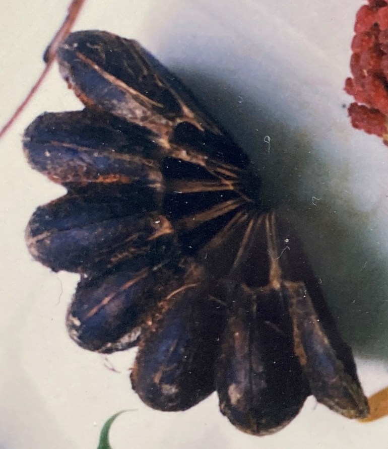 Hura crepitans – Trees of Costa Rica's Pacific Slope